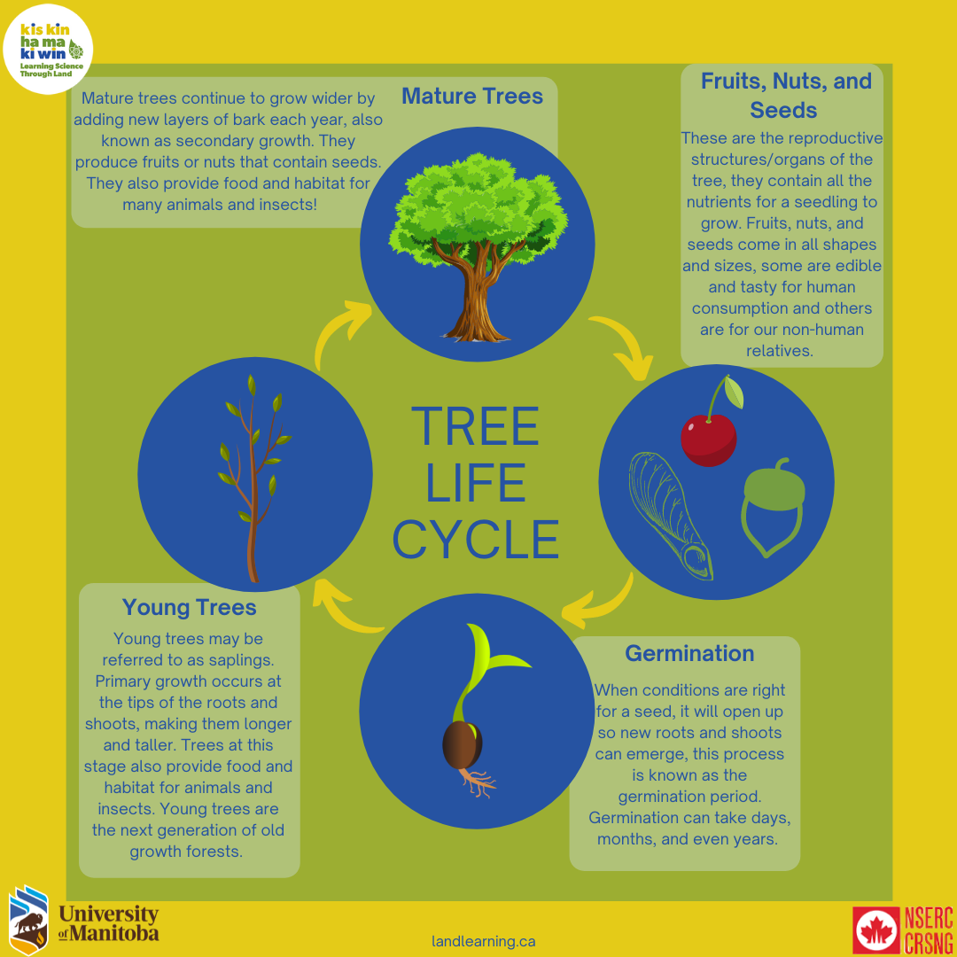 Tree Life Cycle Chart Tree Life Cycle Chart